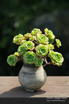 duo rou-花瓣网|陪你做生活的设计师 | 果冻色的美腻多肉植物